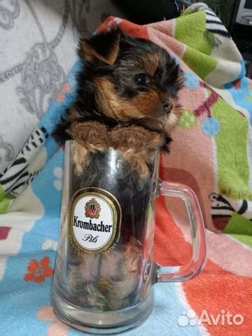 Йоркширский терьер мини девочка