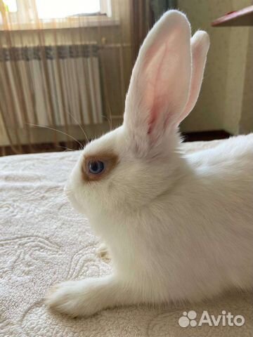 Декоративные кролики