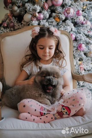 Мини Чау-Чау