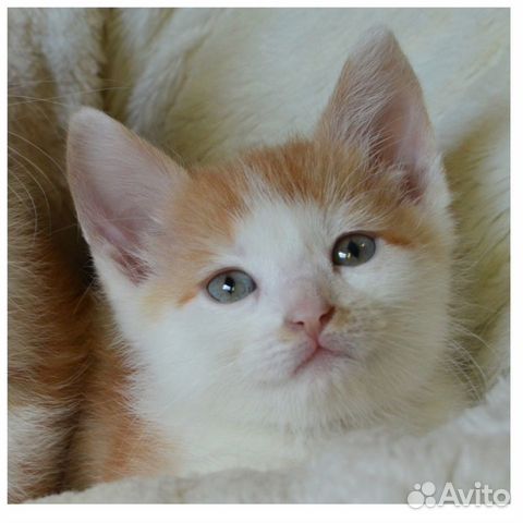 Рыжик ищет дом