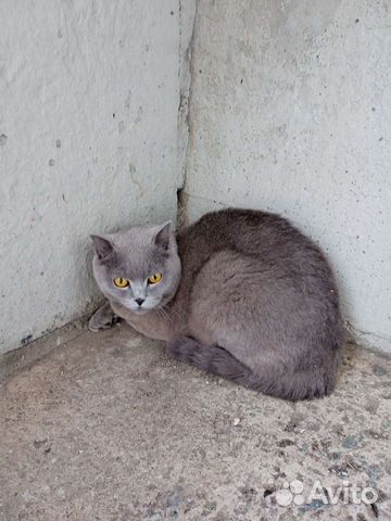 Кошка