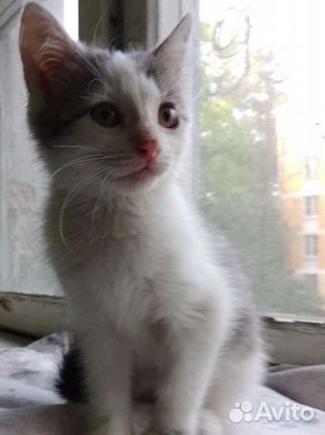 Котенок девочка в добрые руки