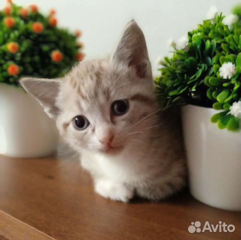 Красивые котятки