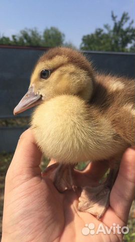 Быки откорм