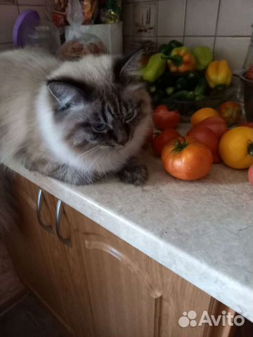 Невский маскарадный кот