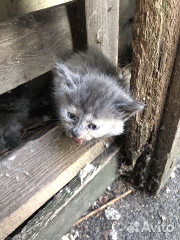 Котята в добрые руки 1 месяц