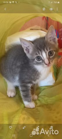 Котята нуждаются в новой семье
