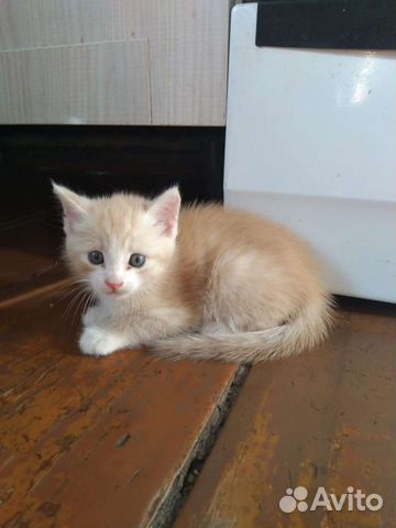 Кошки в добрые руки бесплатно