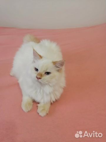 Привитый Жорик ищет дом