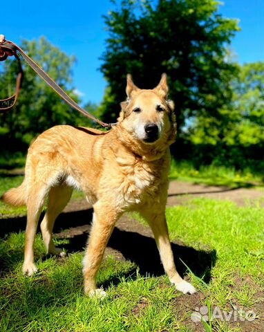 Собаке очень нужна семья