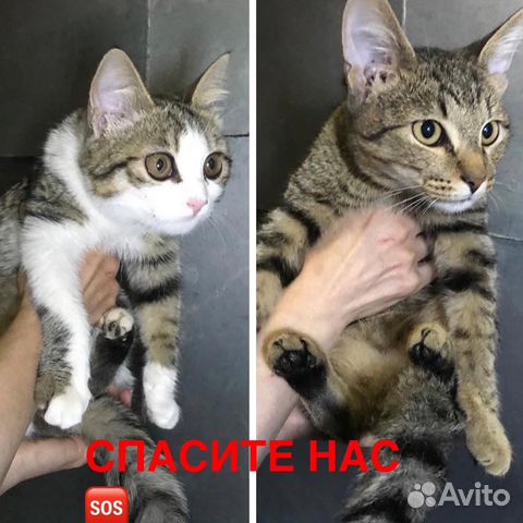 Котята в добрые руки