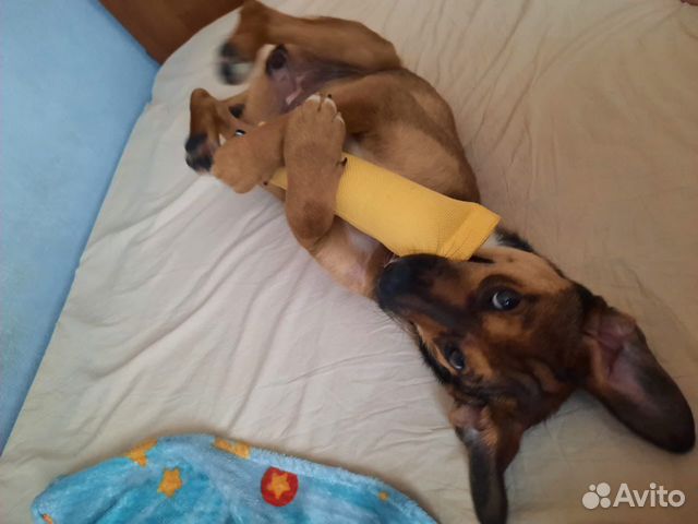 Собачка Соня ищет дом