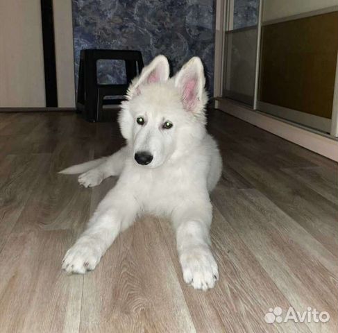 Щенки редкой белой овчарки