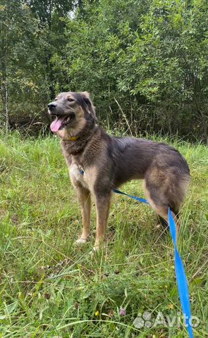 Айва ищет надежный дом