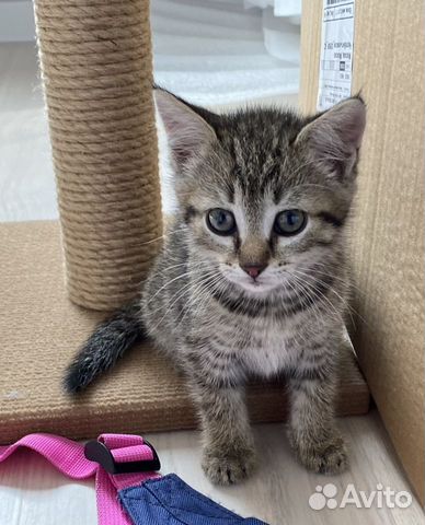 Котёнок девочка в заботливые руки