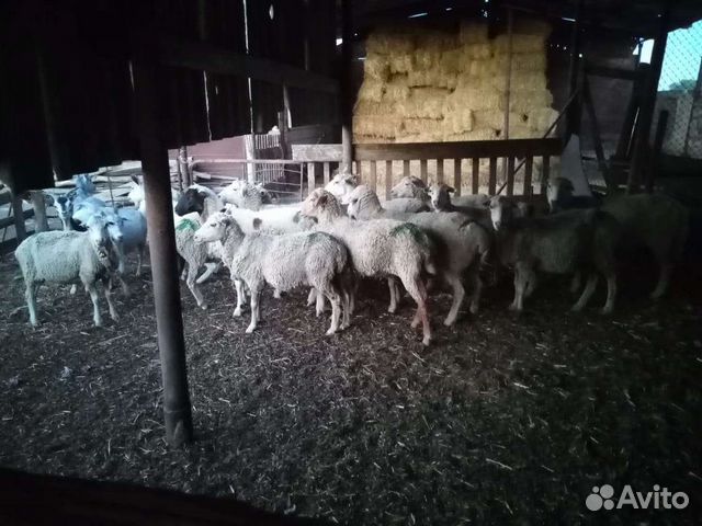 Овцы бараны ягнята