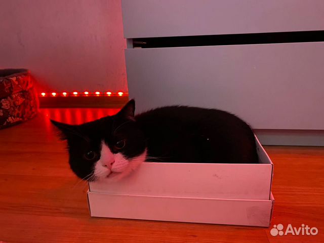Отдам чудесного кота в добрые руки