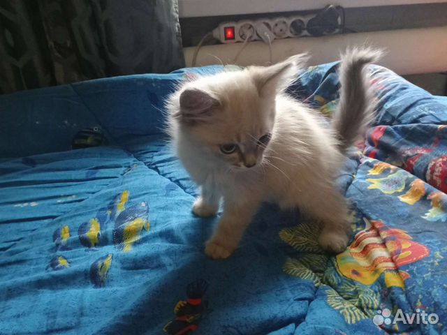 Весёлый пушистый друг