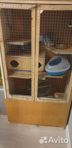 Шиншиллы с клеткой