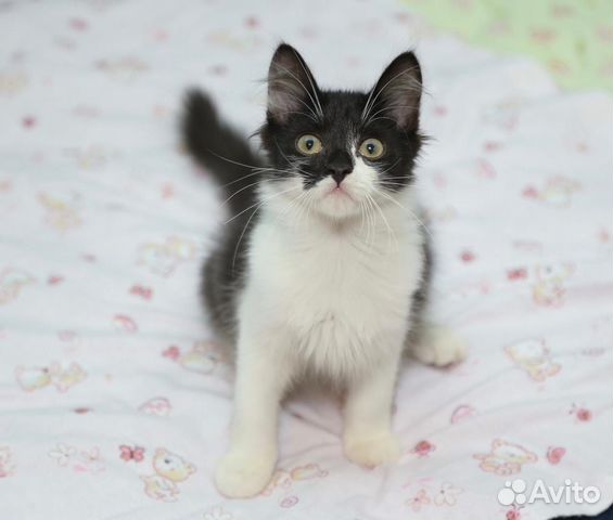 Котенок черно-белый бесплатно