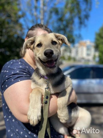 Щенок Жуля 2 мес