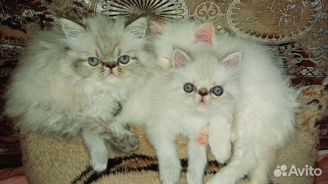 Синеглазые гималайские персята