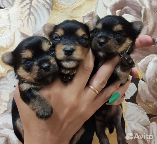 Йоркширский терьер мини щенки