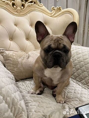 Вязка французский бульдог