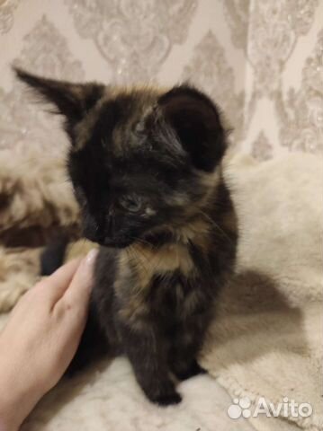 Кошки в добрые руки бесплатно