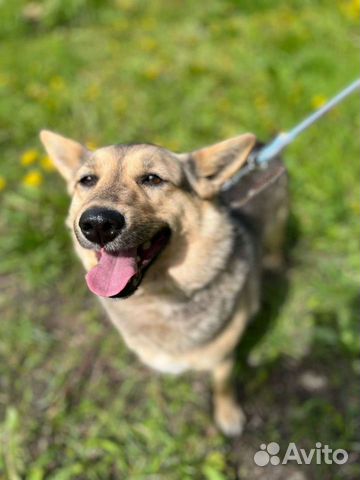 Собака хочет в семью