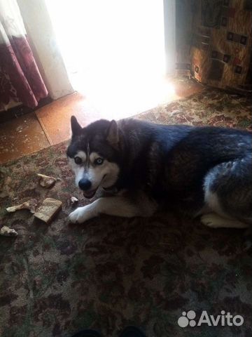 Сибирский хаски