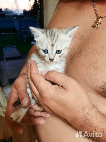 Отдам котят девочек в хорошие руки