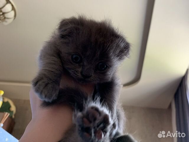 Британские вислоухие котята