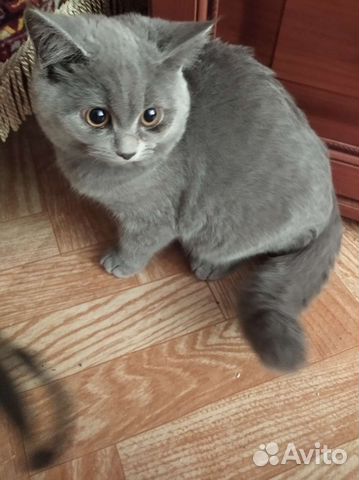 Порода британец котёнок отдам в добрые руки