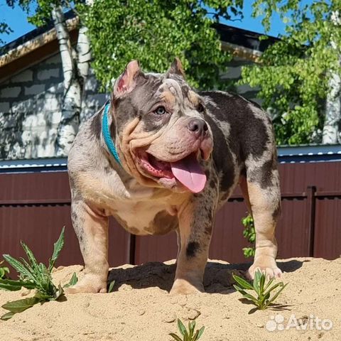 Американский булли мерль