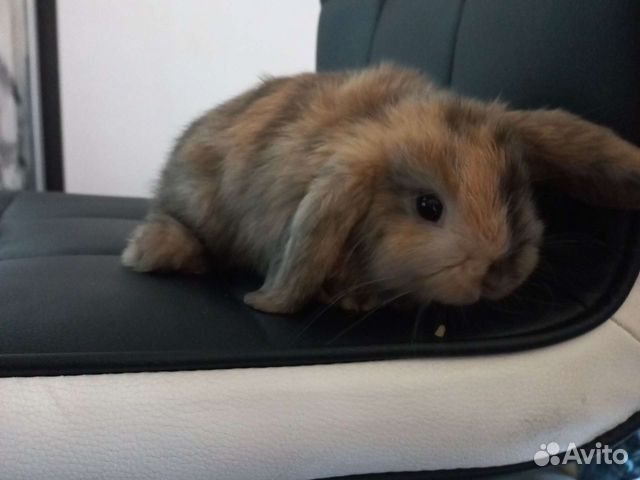 Кролик баран вислоухий