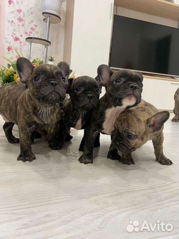 Французский бульдог щенки