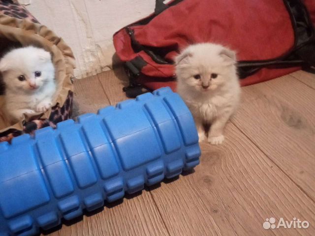 Котята редголд вислоухие