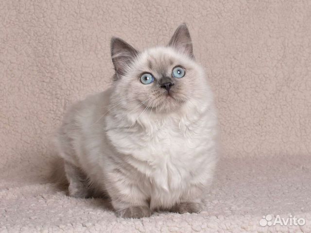 Кошка на коротких ножках