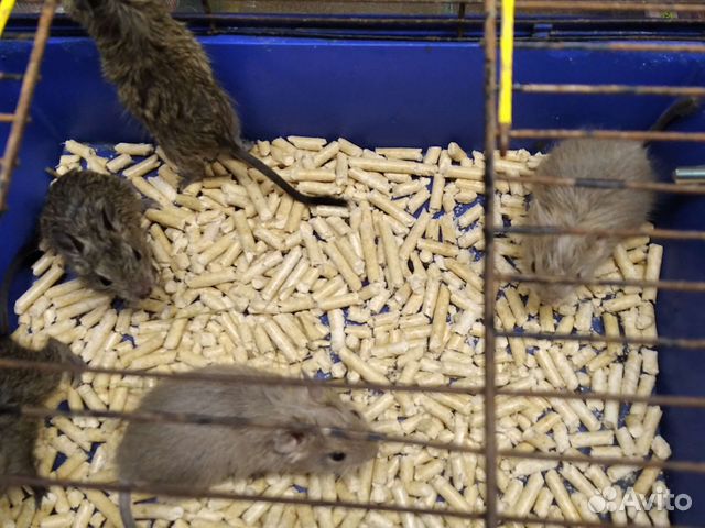 Дегу, чилийская белка