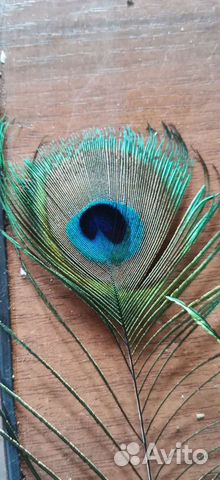 Перо павлина