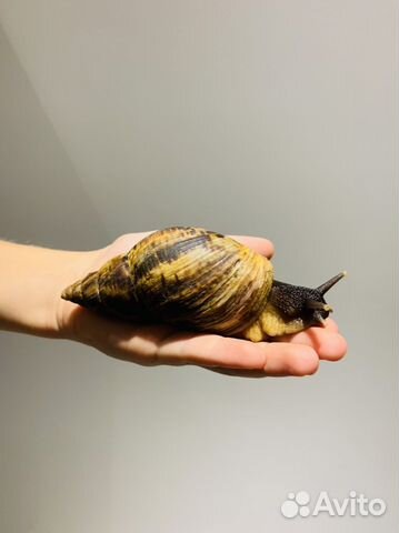 Улитка ахатина