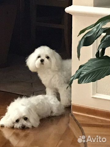 Болонки мальтийские