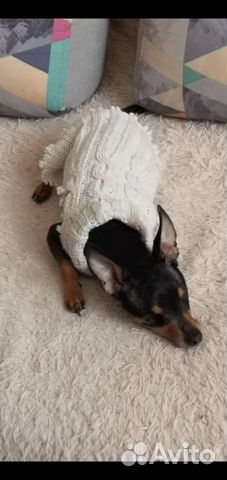 Мини пинчер