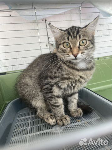 Котята бесплатно
