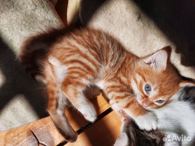 Отдаю котёнка мальчика в добрые руки