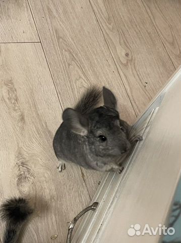 Шиншилла девочка
