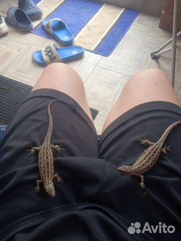 Домашняя ящерица