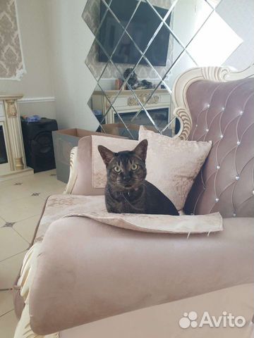 Чаузи сбт кот в разведение