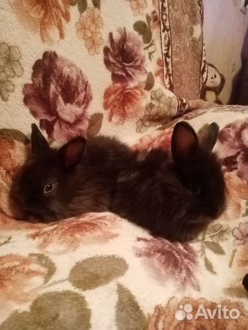 Декоративные кролики